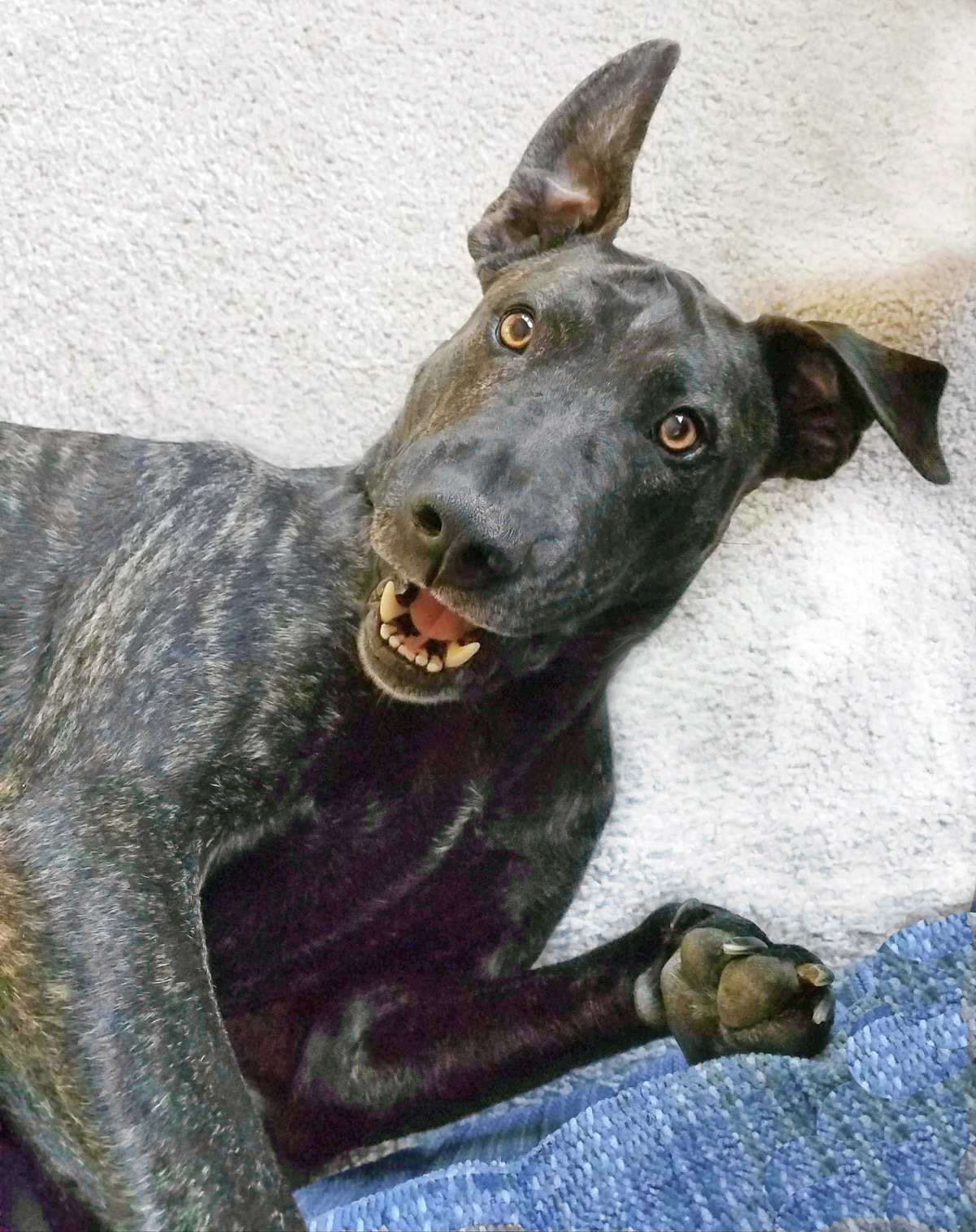 Trixie Tells All | How to Have a Happy and Healthy Dog